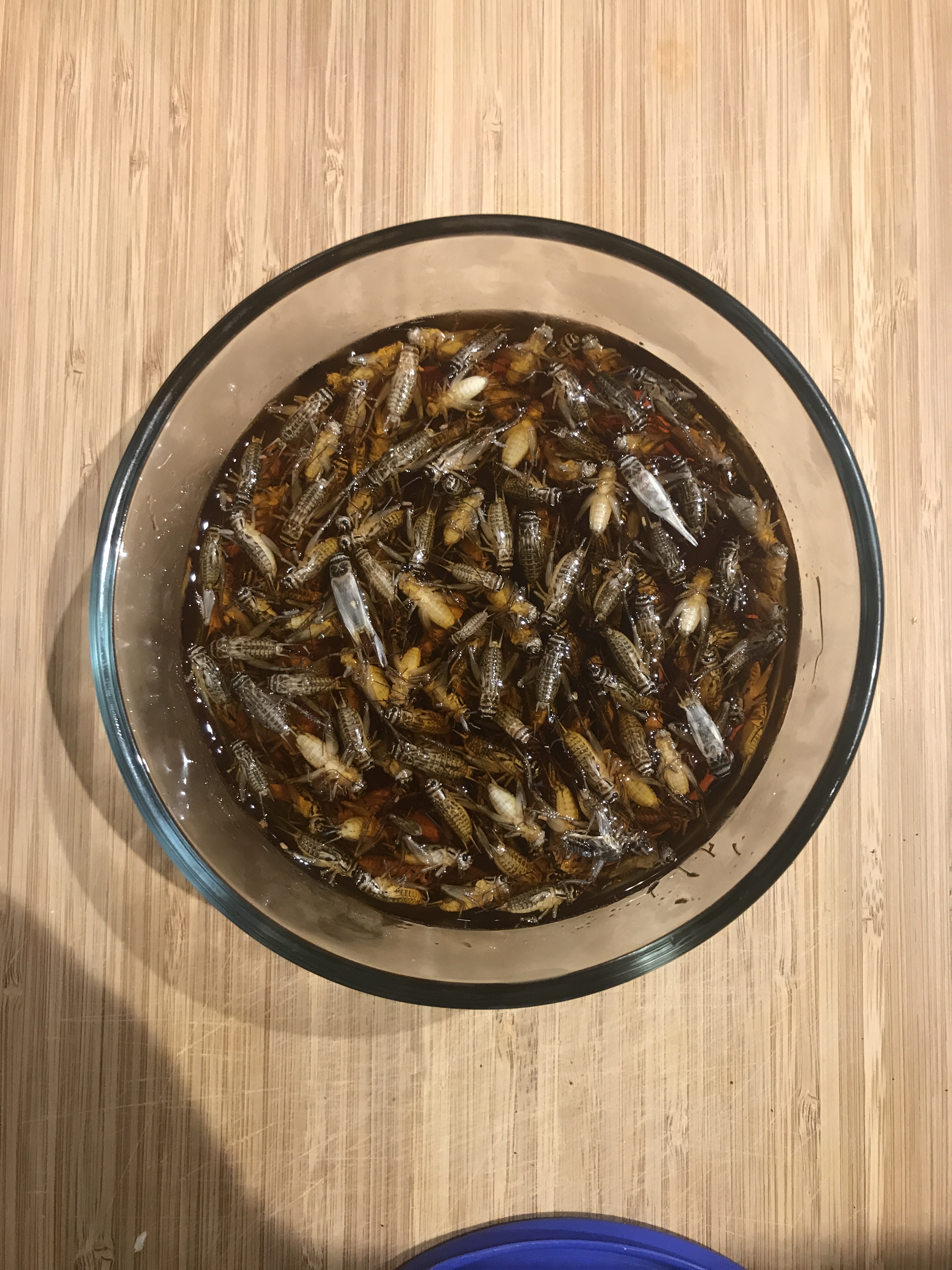 The Future Of Edible Insects