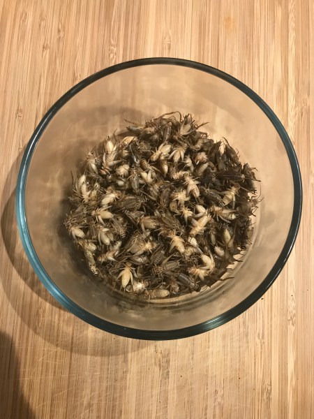 The Future Of Edible Insects